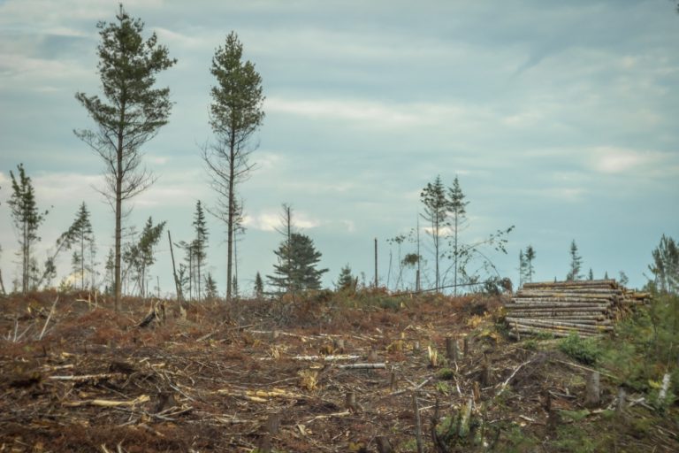New Brunswick’s 10 most beautiful clear-cuts, ranked – The Manatee